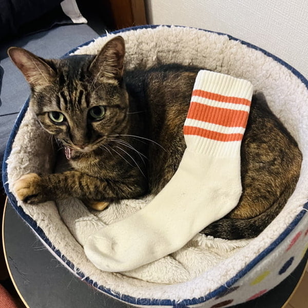 ビームス ニューズ（767774） フォトログ｜BEAMS